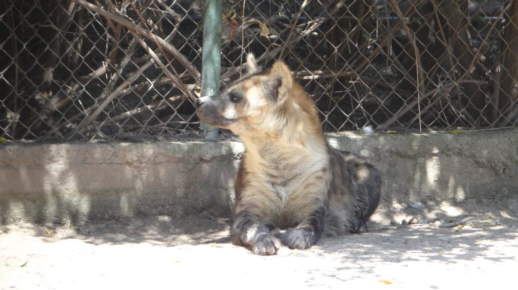 Llega al ZooIra Winnie, hembra de hiena moteada - Regeneracion Gto